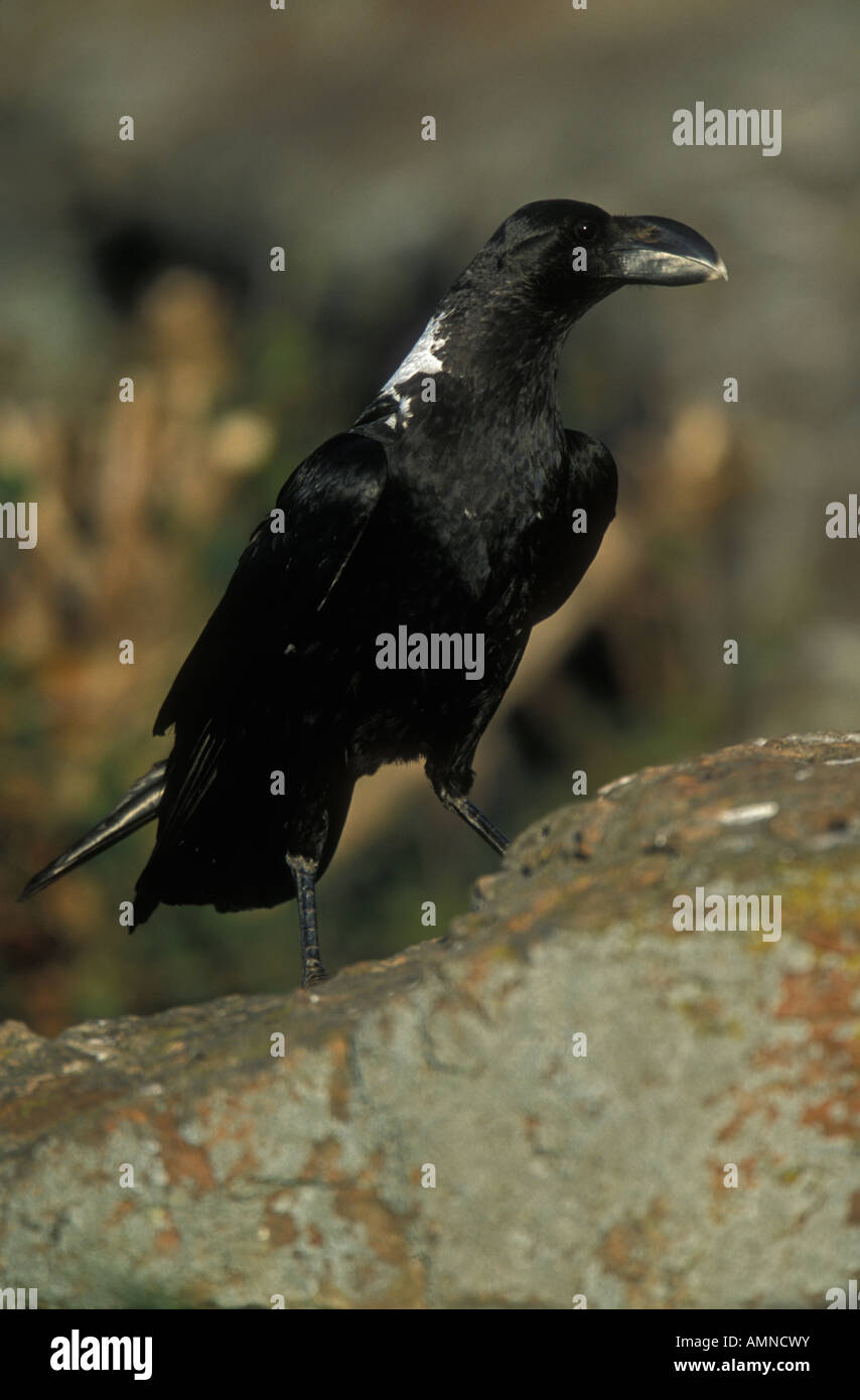 African white necked raven corvus albicollis hi-res stock photography ...