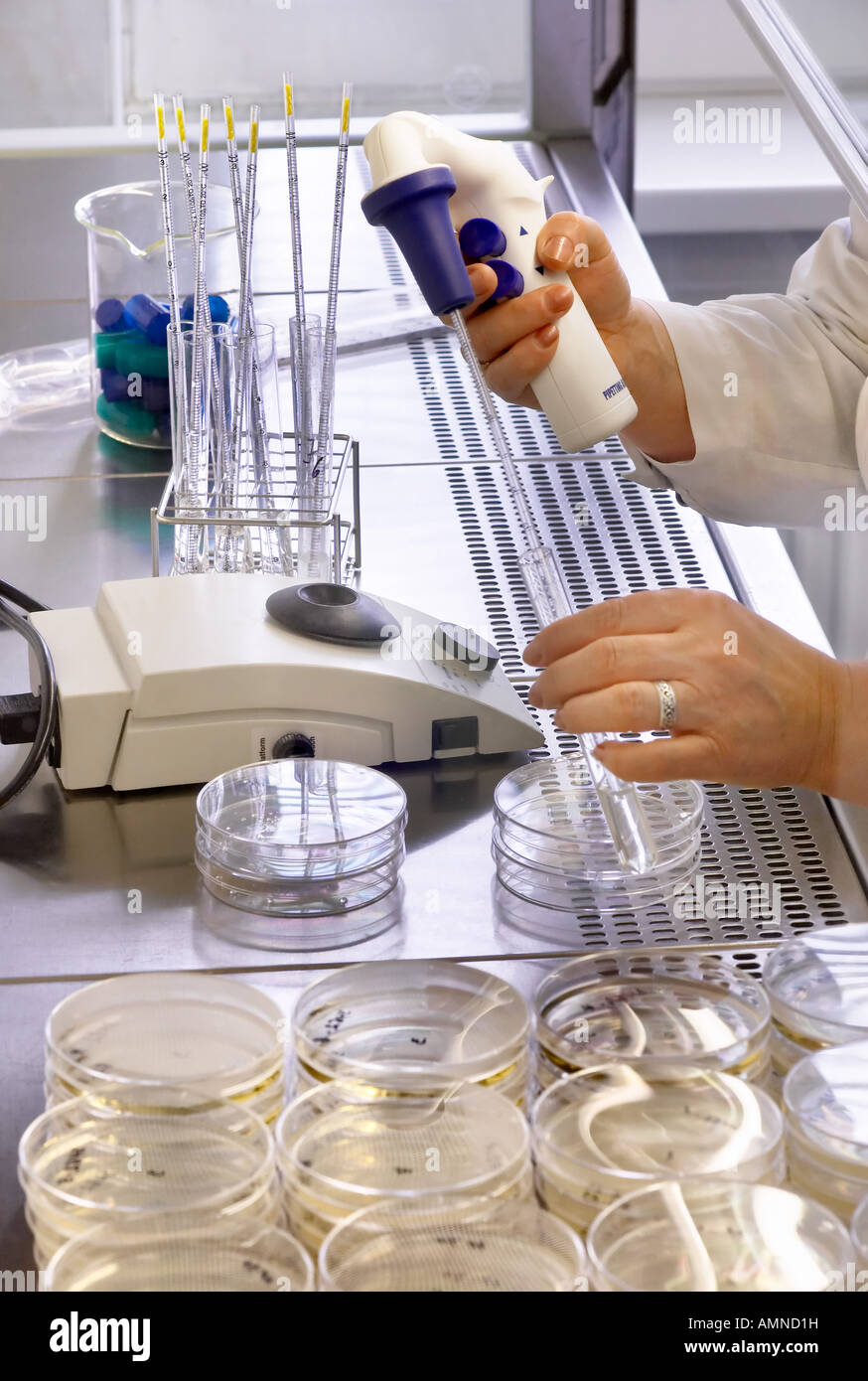 Laboratory procedures pipetting in laminar Stock Photo - Alamy