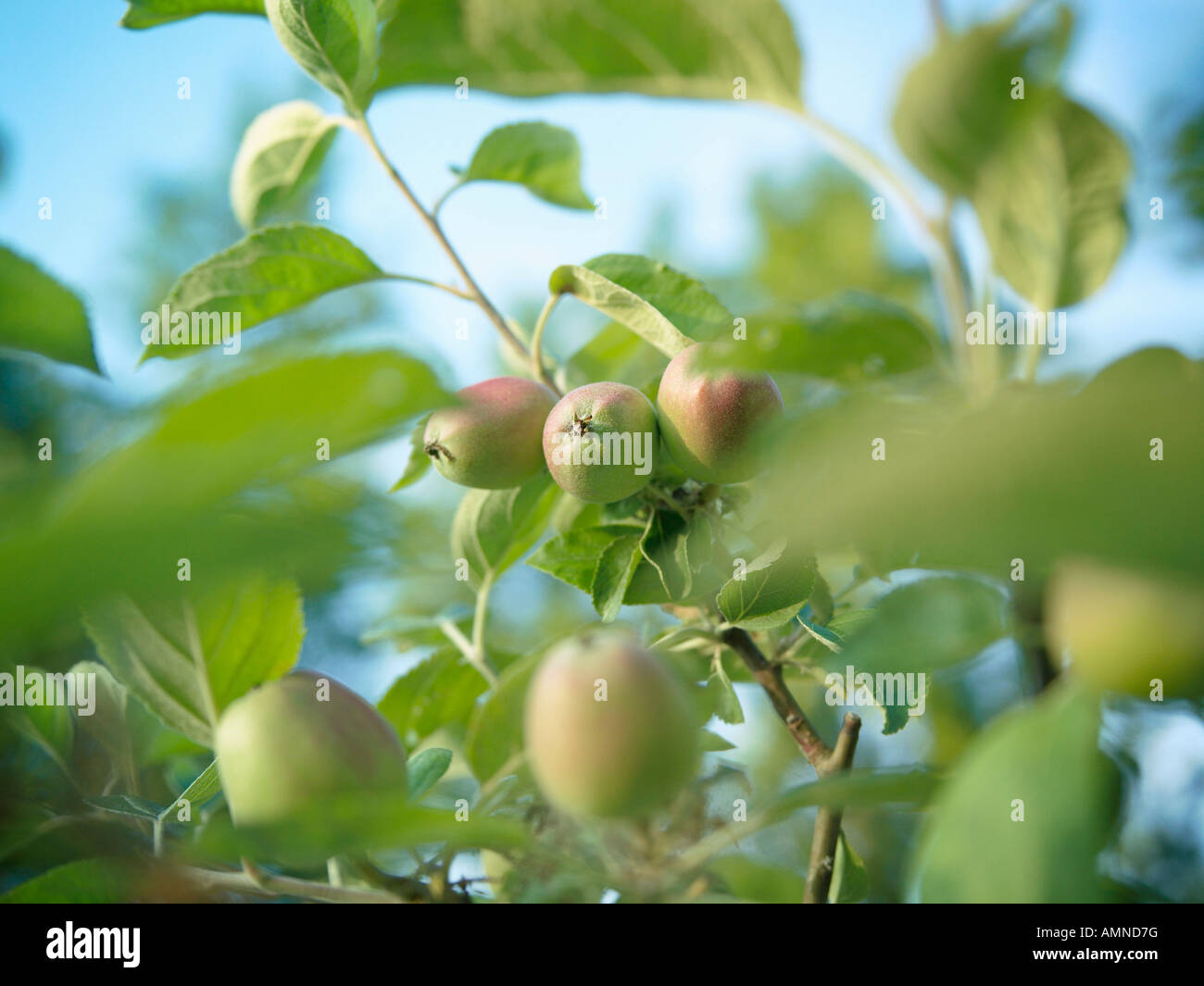 Apples Growing on Tree Stock Photo - Alamy
