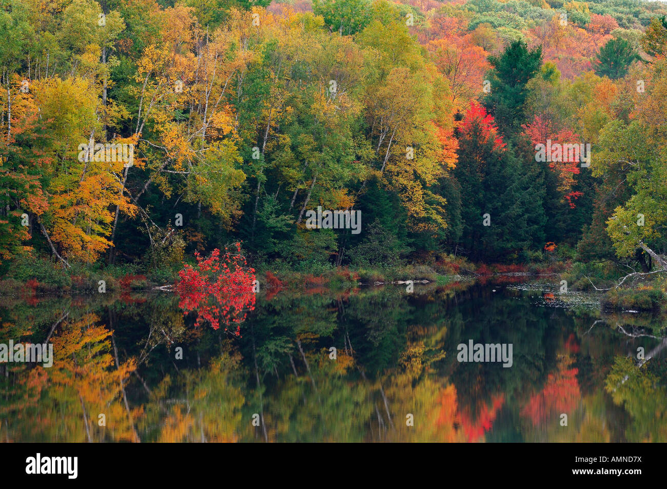 Lake and Trees in Autumn, Algonquin Provincial Park, Ontario, Canada ...
