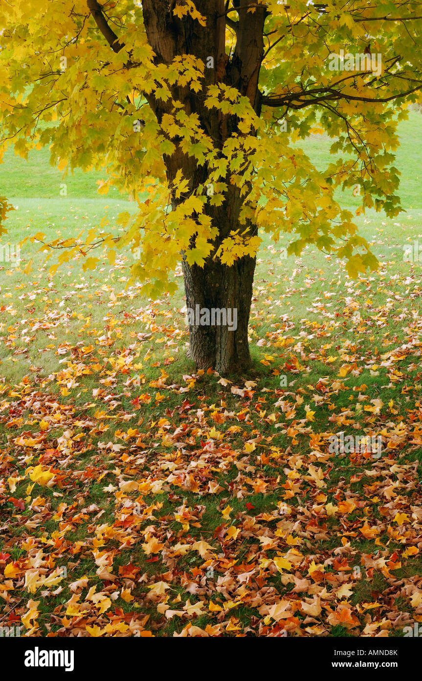 Maple Tree in Autumn Stock Photo - Alamy