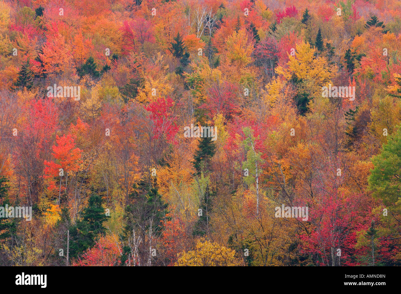 Overview of Forest in Autumn Stock Photo - Alamy
