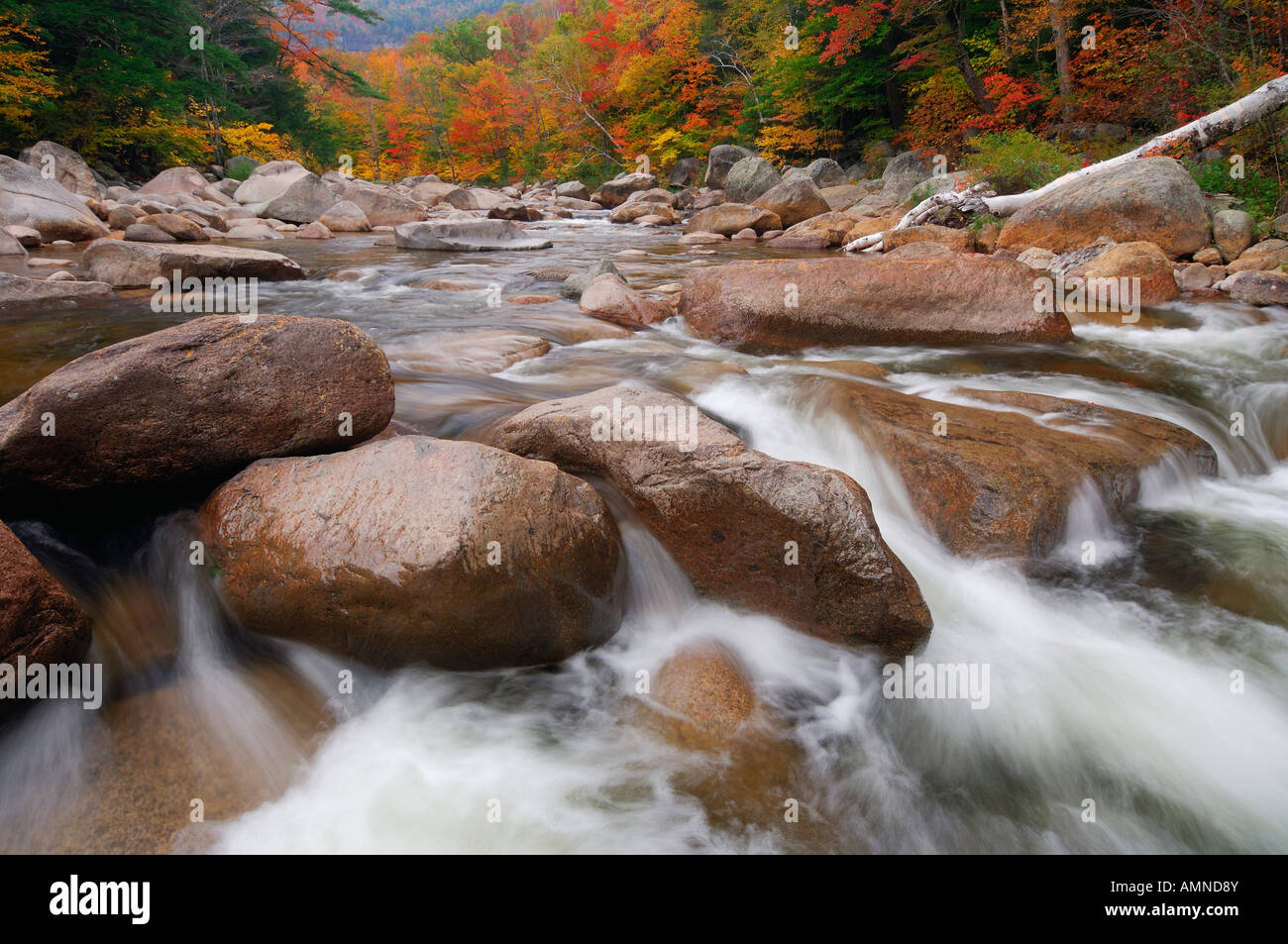 Swift River and Forest in Autumn, White Mountains National Forest, New ...