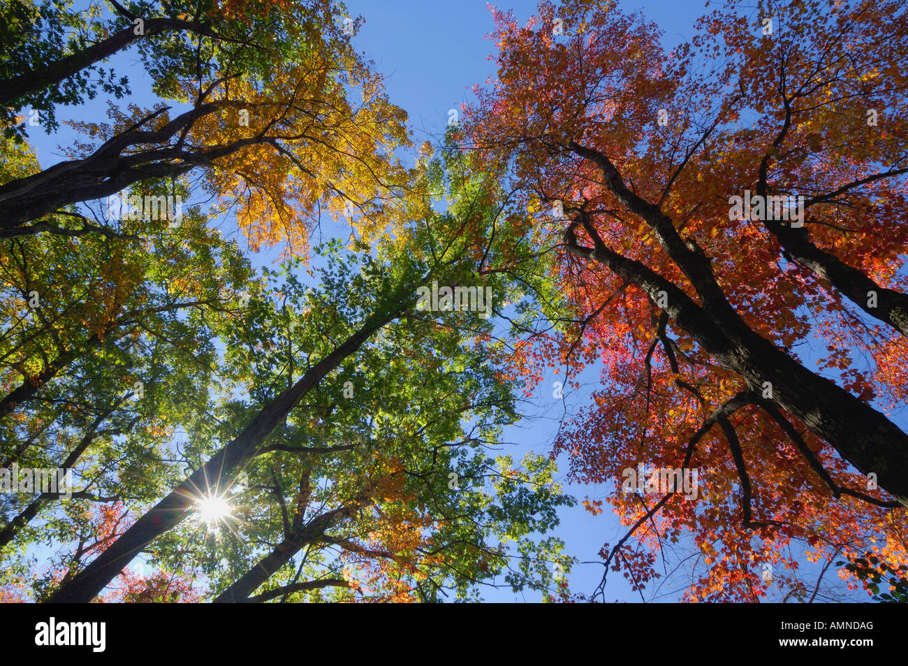 Looking Up at Trees in Autumn Stock Photo - Alamy