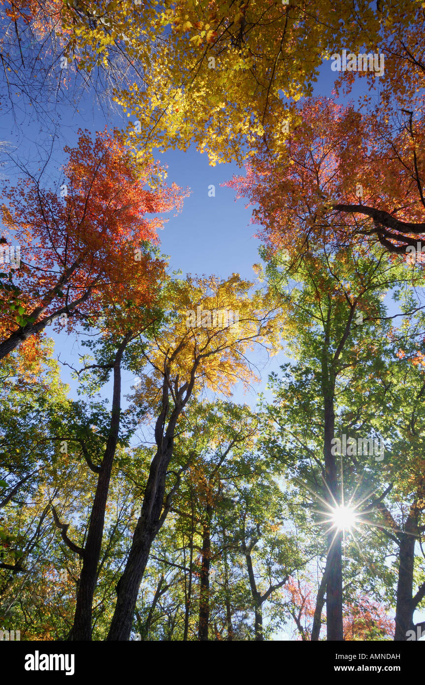 Looking Up at Trees in Autumn Stock Photo - Alamy