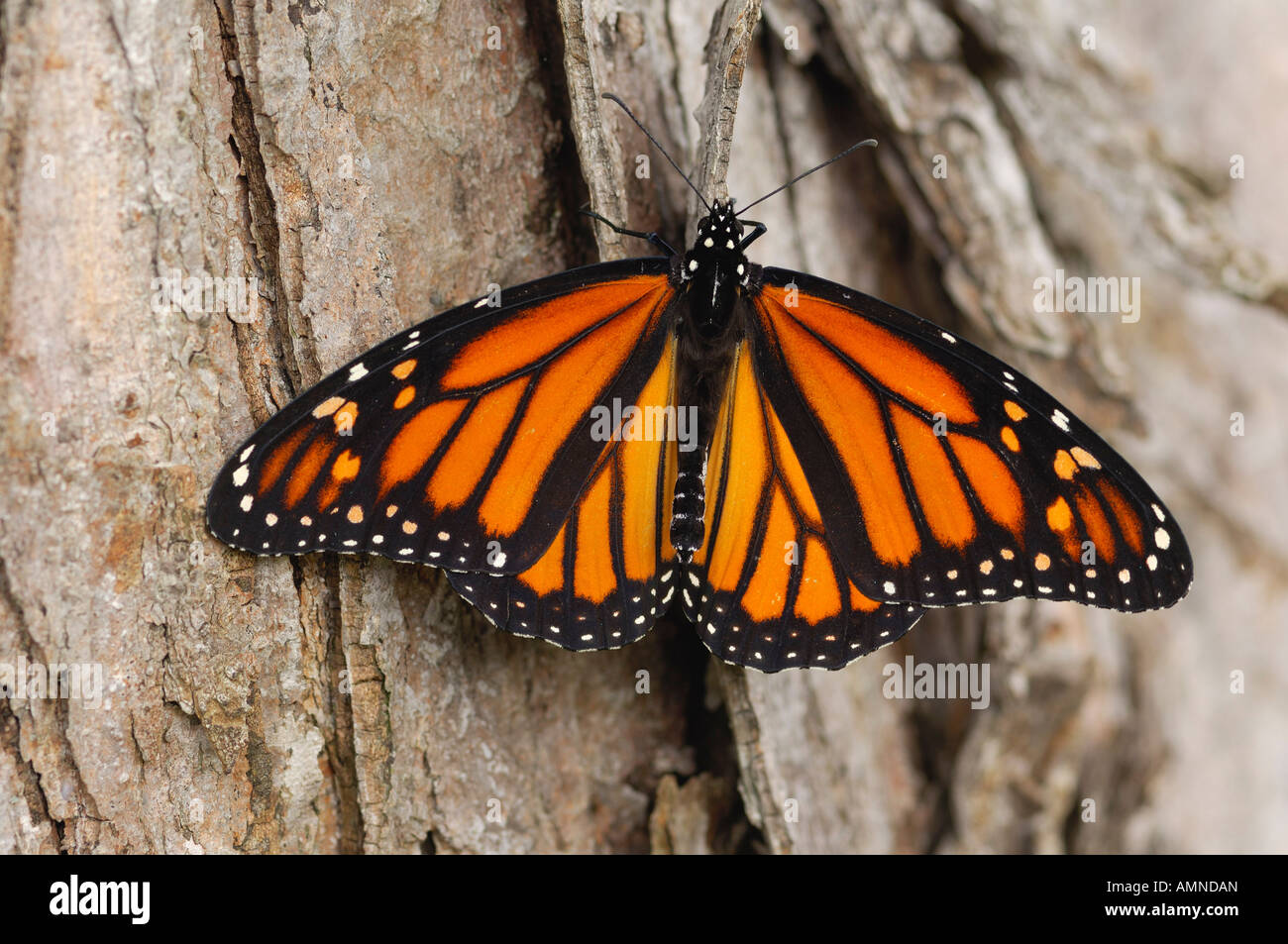 Butterfly wing hi-res stock photography and images - Alamy