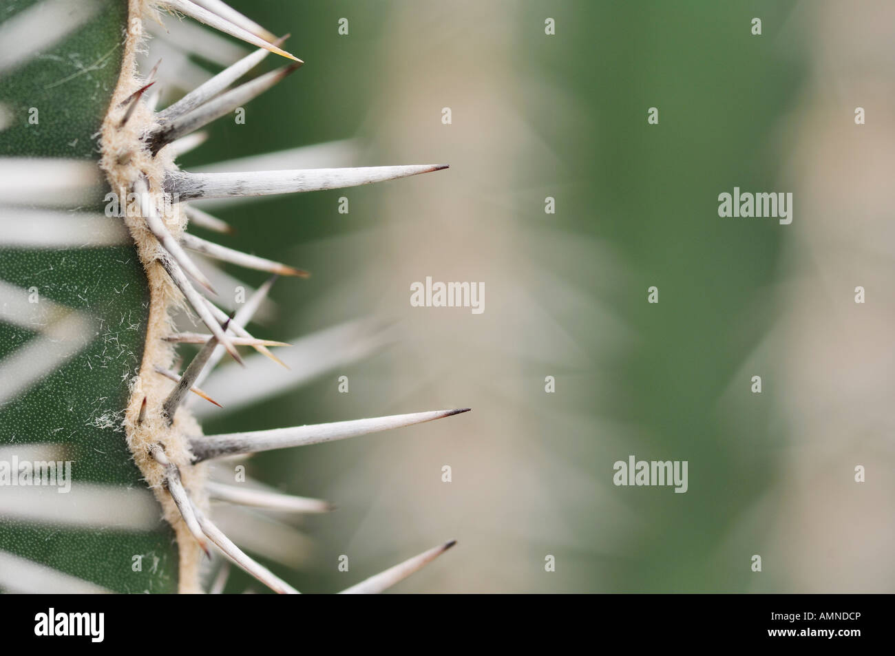 Cardon Cactus Needles Stock Photo - Alamy