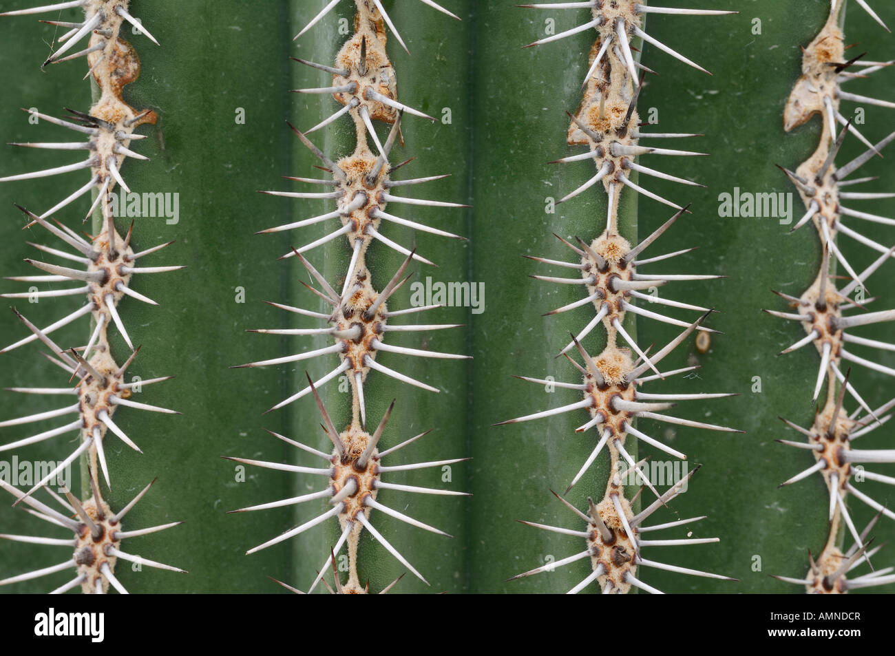 Cardon Cactus Needles Stock Photo - Alamy