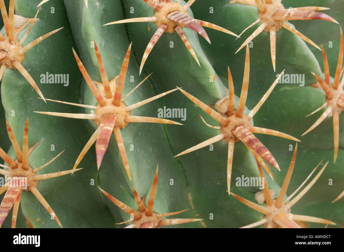 Pattern photo plant sharp spike texture hi-res stock photography and ...