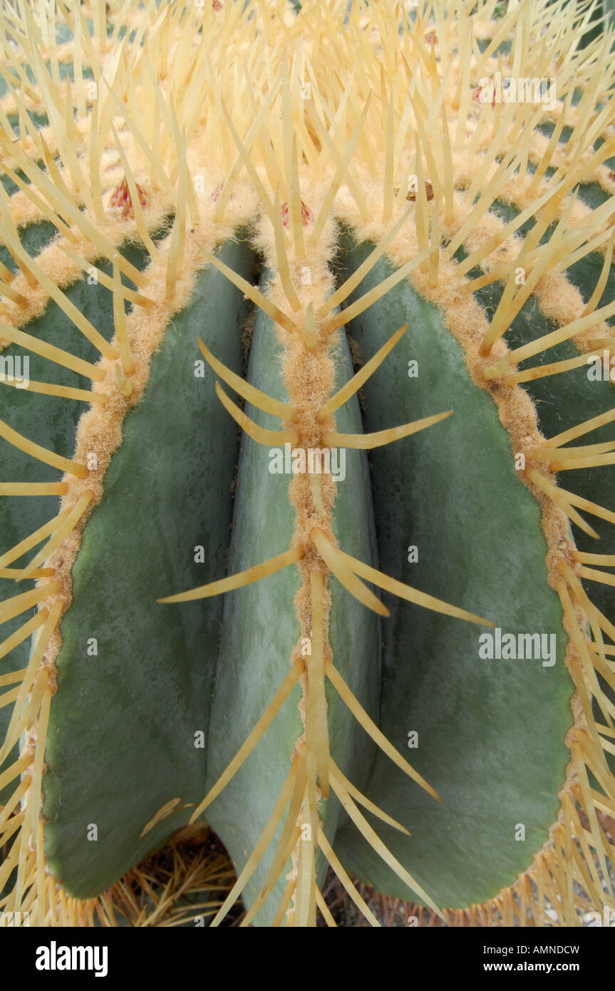 Radius images cactus hi-res stock photography and images - Alamy