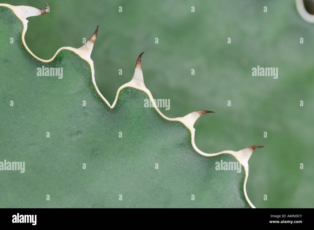 Close-Up of Agave Thorns Stock Photo - Alamy