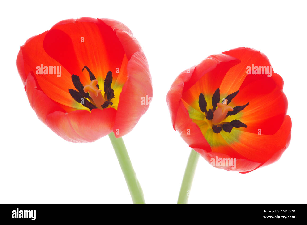 Inside tulips Cut Out Stock Images & Pictures - Alamy