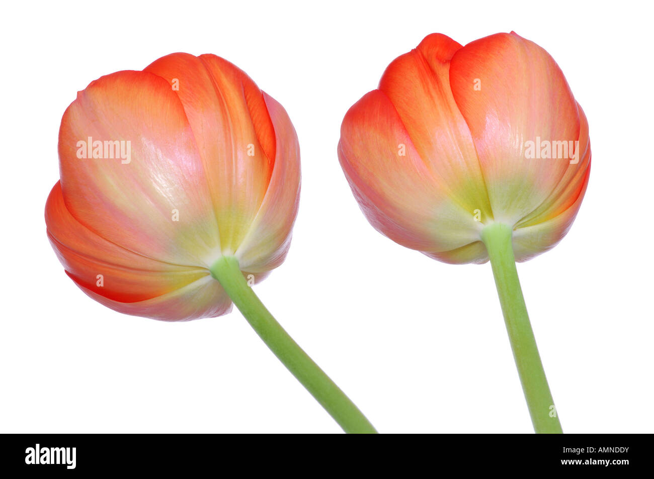 From beneath Cut Out Stock Images & Pictures - Alamy