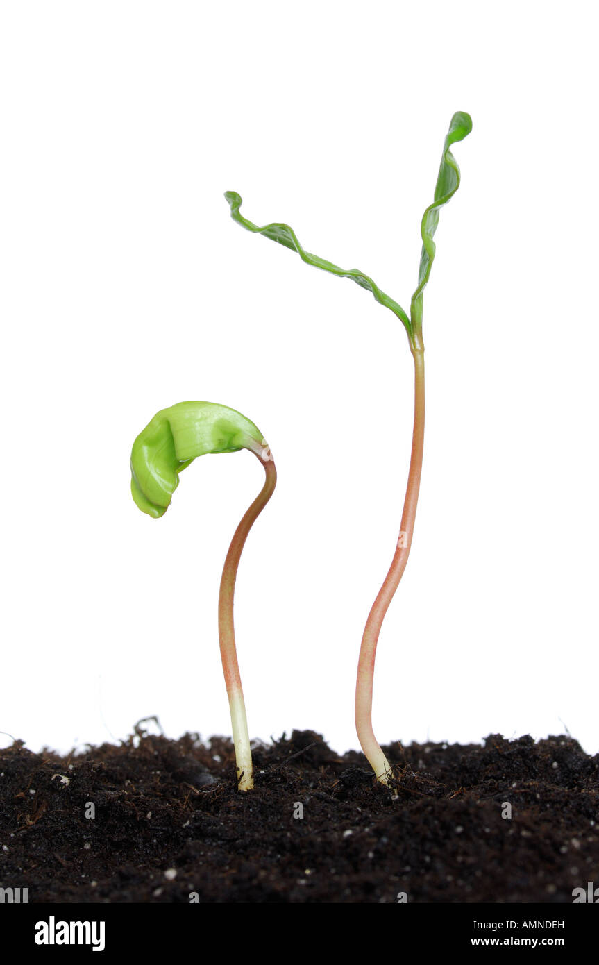 Sprouting Maple Trees Stock Photo - Alamy