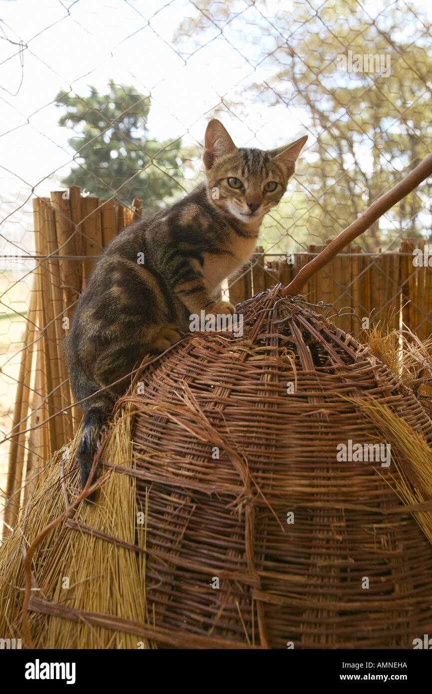 Wild cat in animal facility of Nairobi Kenya Africa at the KWS Kenya ...