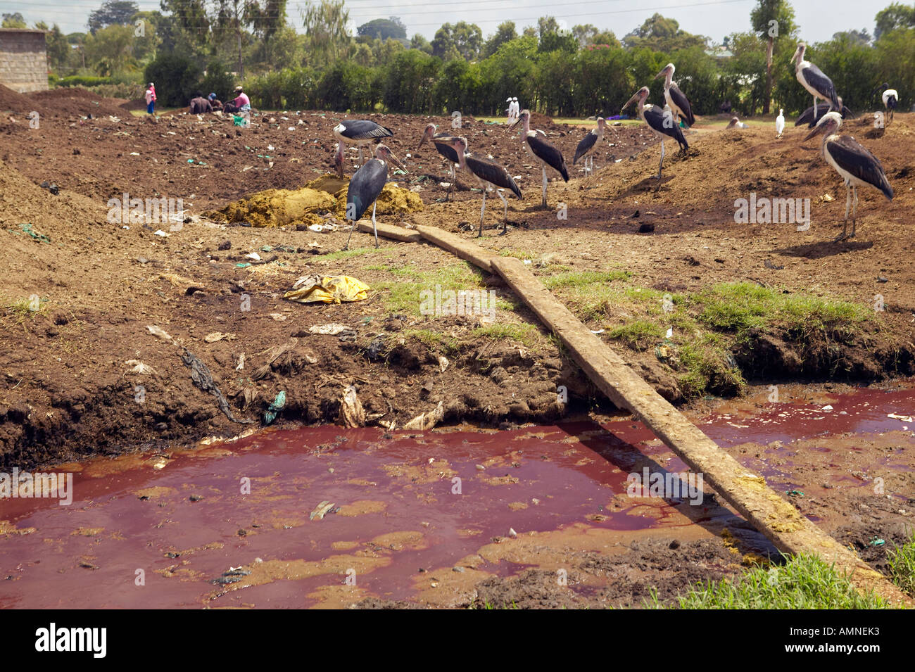 River of blood flows from Nyongara slaughterhouse in Nairobi Kenya ...
