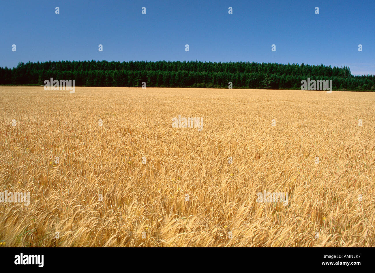 Coalgate hi-res stock photography and images - Alamy