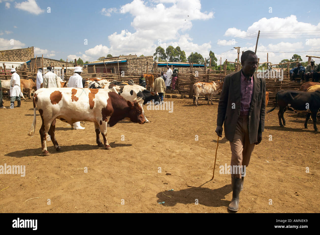 Dagoretti slaughterhouse in Nairobi Kenya Africa a holding tank for ...