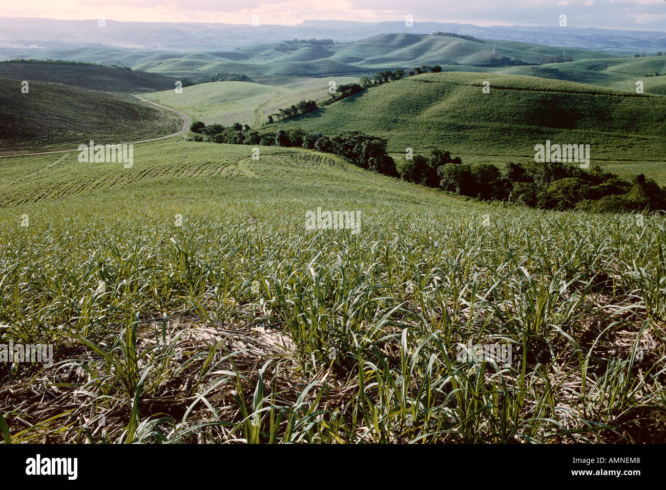 Fields of Sugar Cane, Zululand, Natal, South Africa Stock Photo - Alamy