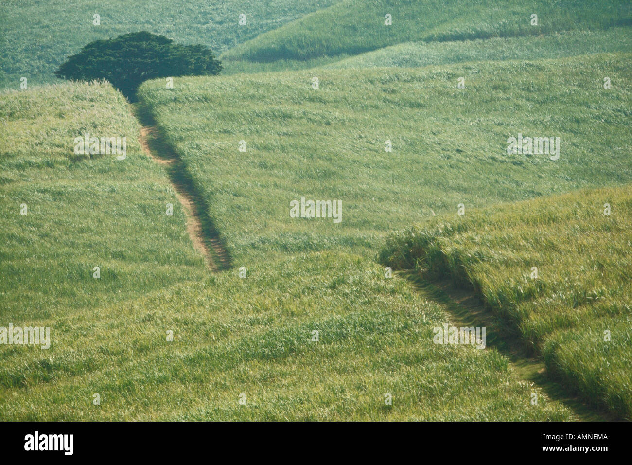 Kwa zulu natal sugar cane hi-res stock photography and images - Alamy