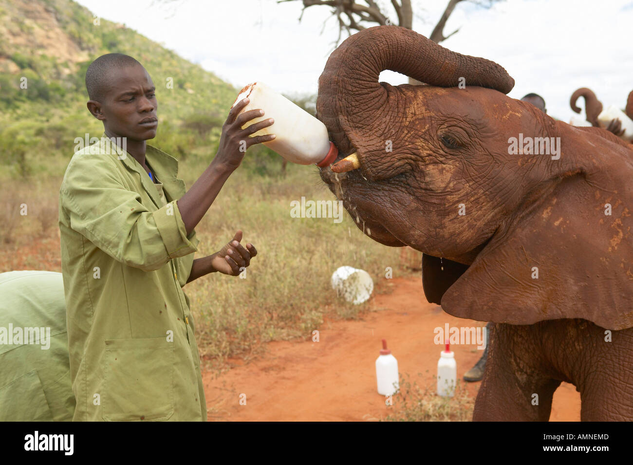 African Elephant keeper feeding milk to Adopted Baby African Elephants ...