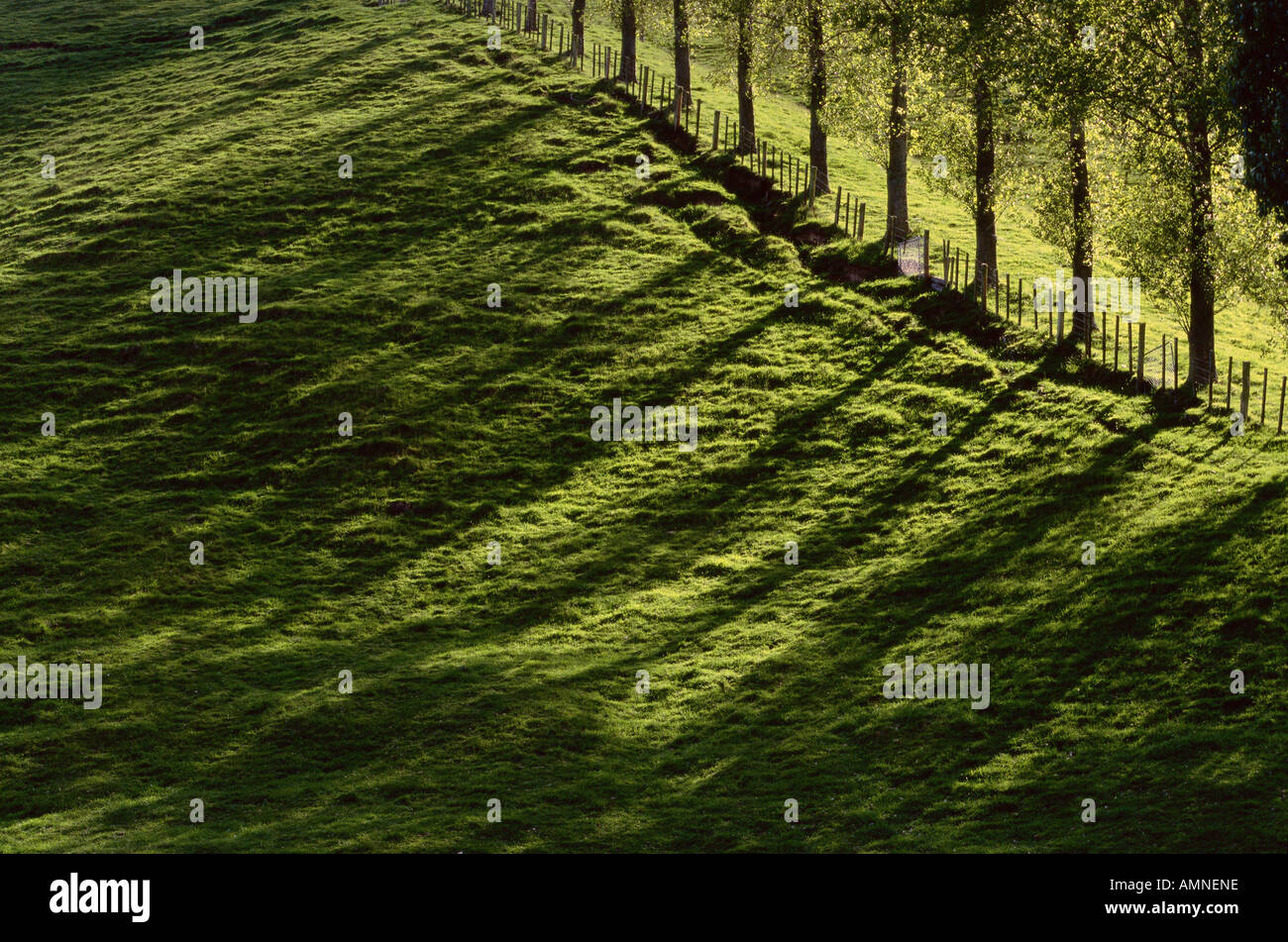 Treeline near Taupo, North Island, New Zealand Stock Photo - Alamy