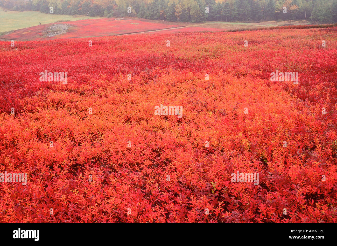 Farmland new brunswick canada hi-res stock photography and images - Alamy