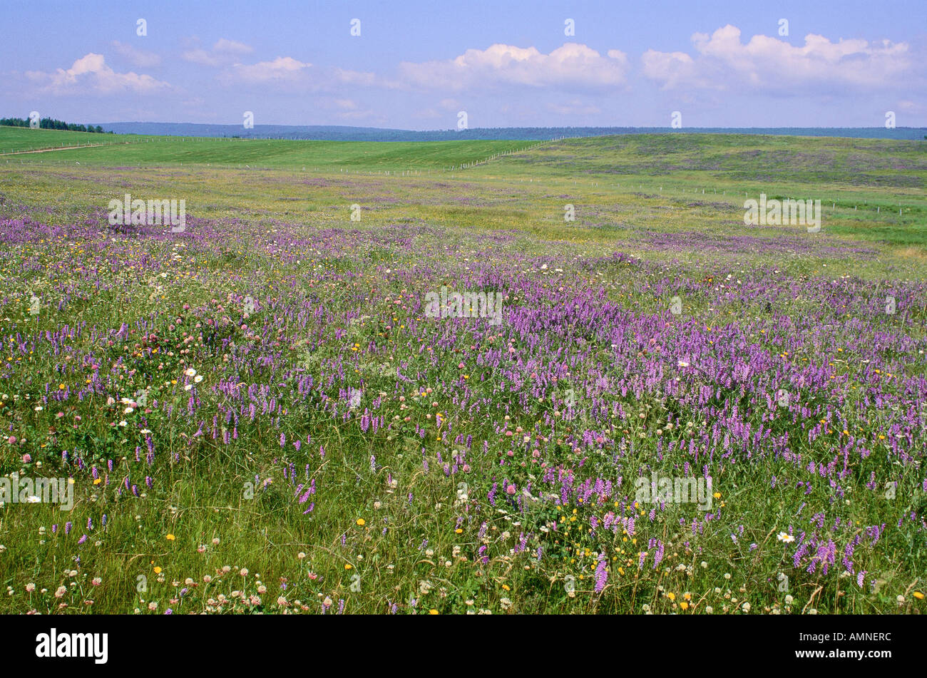 American vetch High Resolution Stock Photography and Images - Alamy
