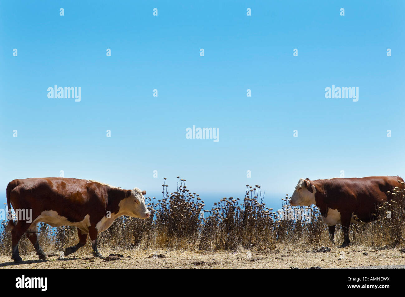 Two cows one large hi-res stock photography and images - Alamy