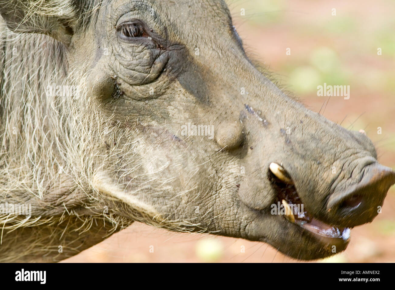 Closeup of face of warthog in Umfolozi Game Reserve South Africa ...