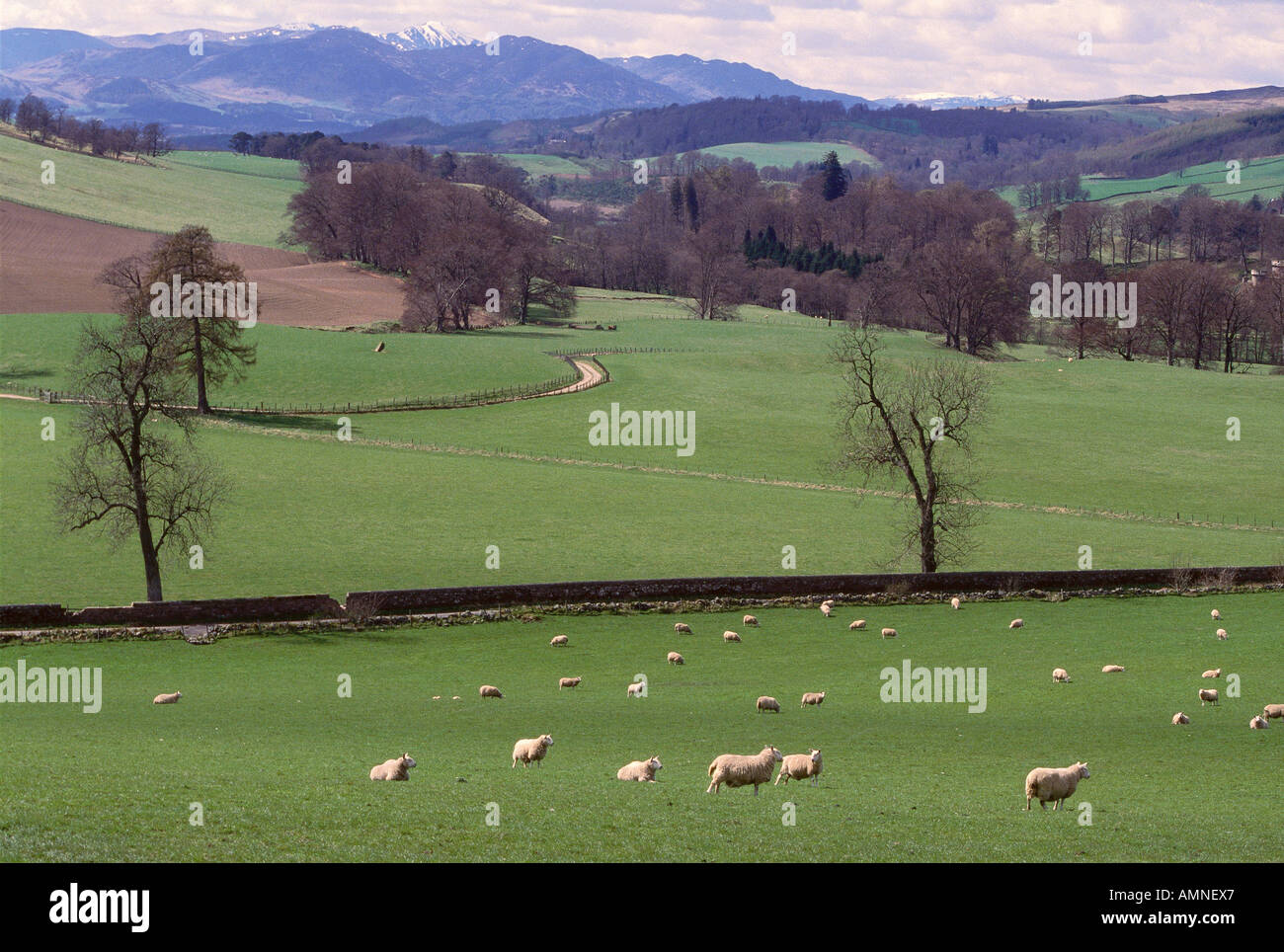 Spring Farm Scene with Sheep, Munzie, Scotland Stock Photo - Alamy