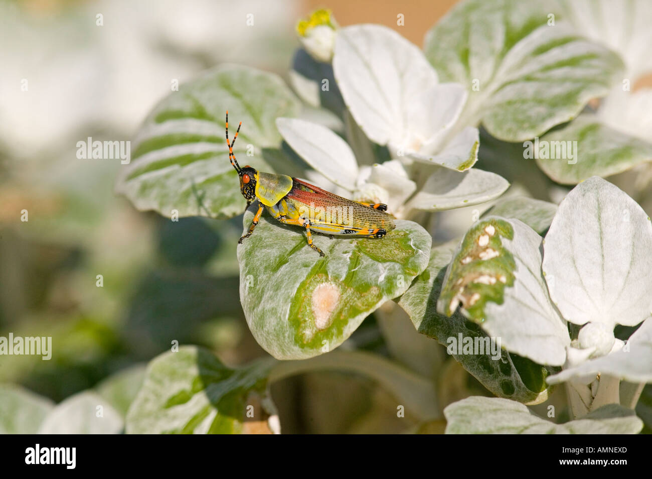 Brightly colored grasshopper on leaf in St Lucia Wetland Park St Lucia ...