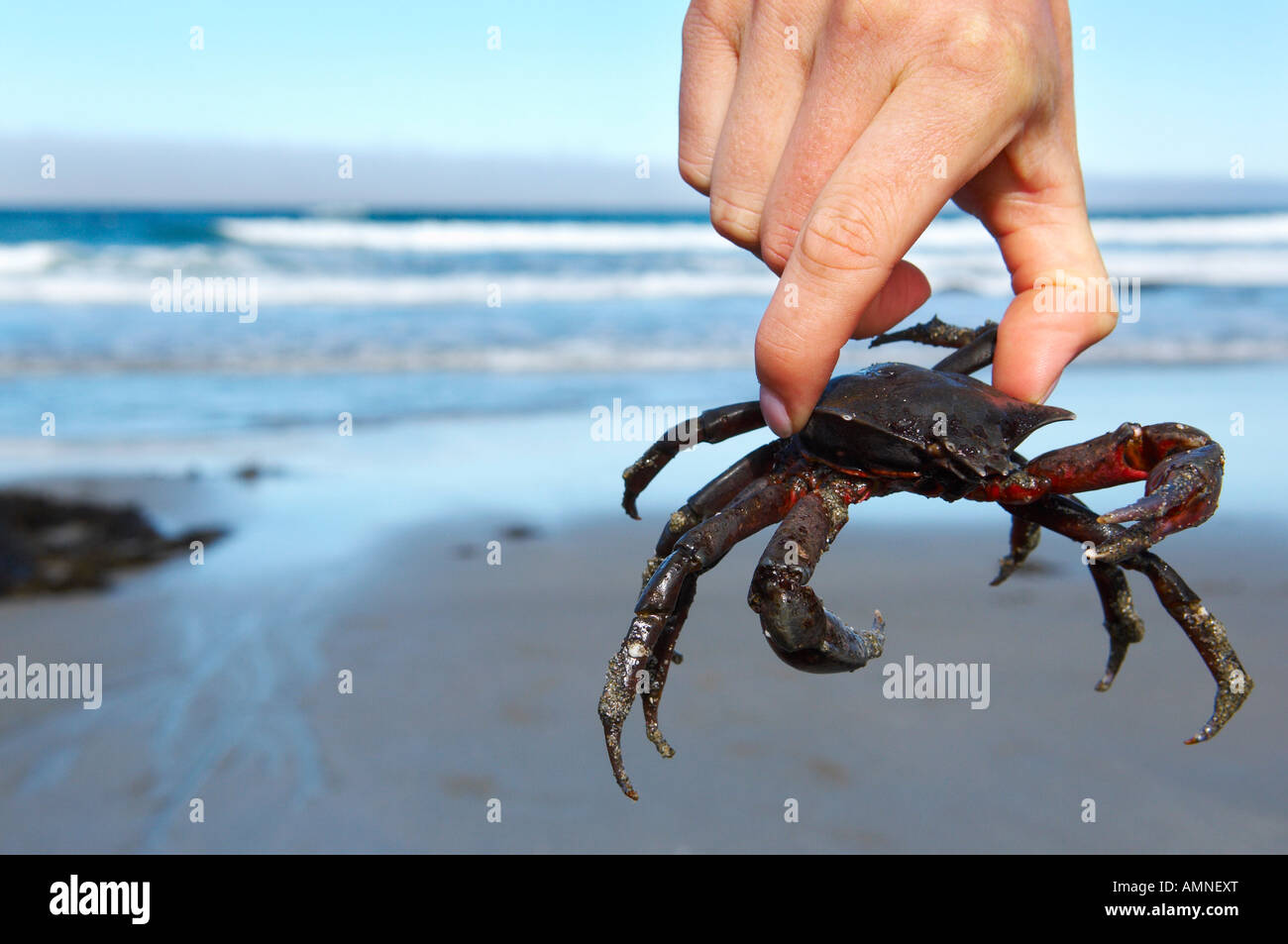 Hand holding crab creature hi-res stock photography and images - Alamy