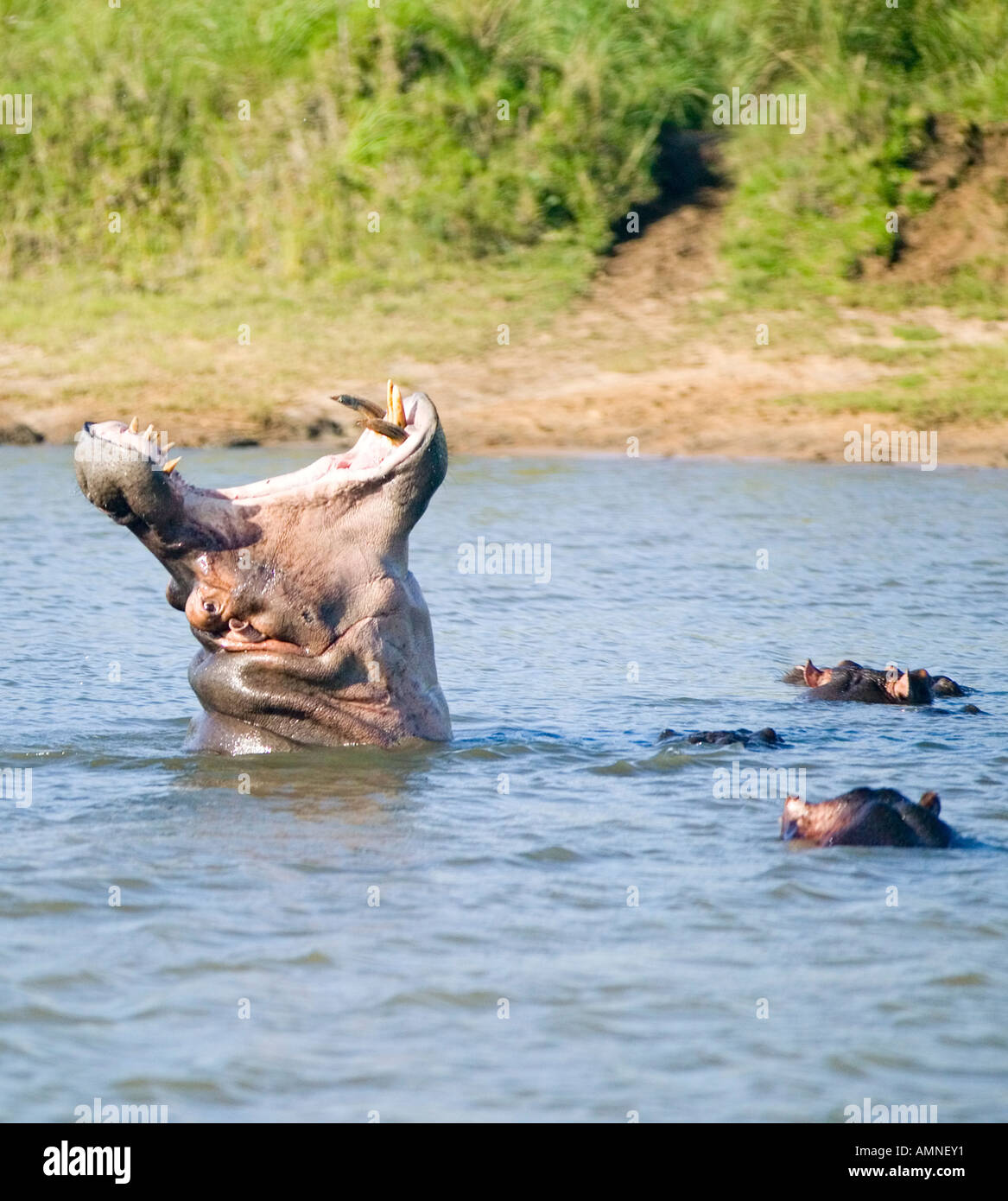 Hippo opening mouth in a sequence hi-res stock photography and images ...