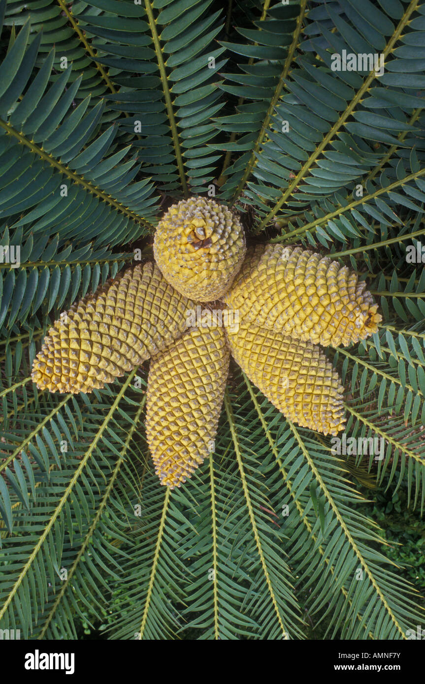 Bread Palm (Encephalartos altensteinii) Cycad family - South Africa ...