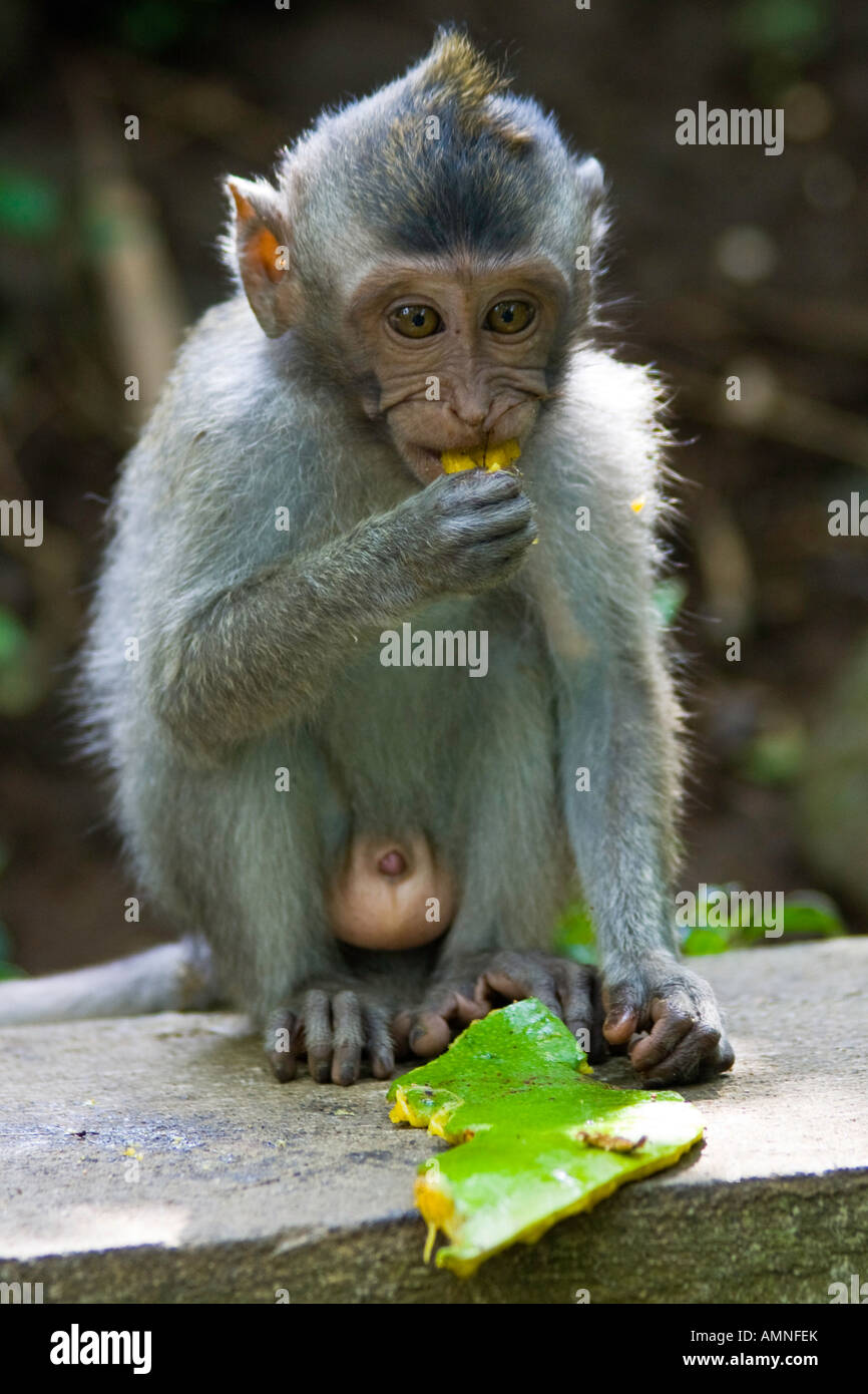 Monkey feeding the small one hi-res stock photography and images - Alamy
