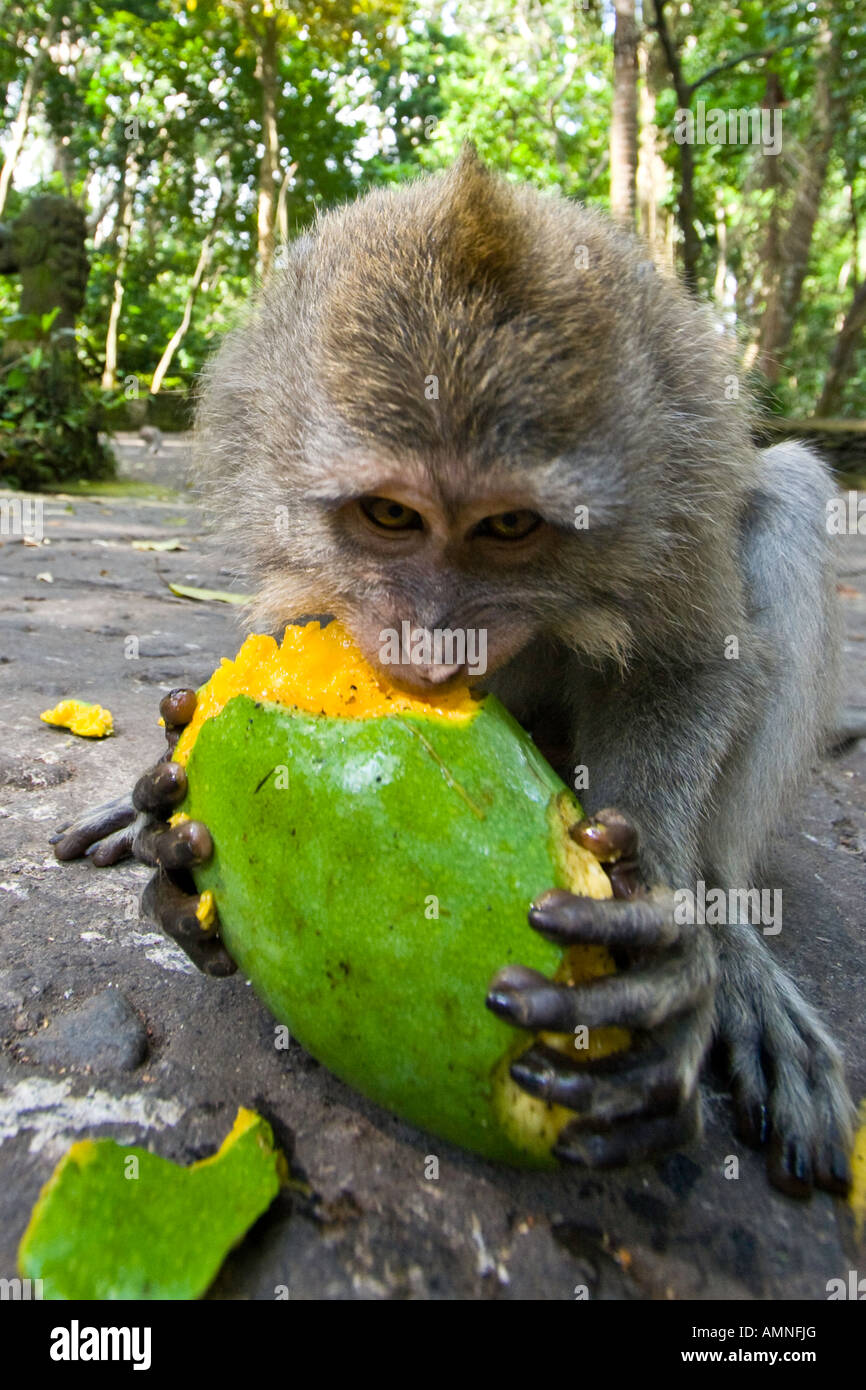 Eating Mango Long Tailed Macaques Macaca Fascicularis Monkey Forest ...