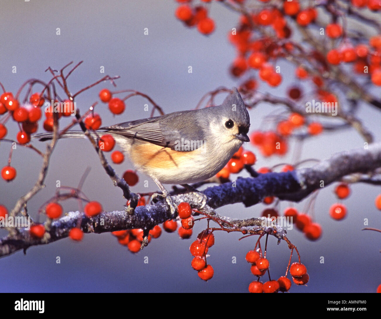 Tufted titmouse bird hi-res stock photography and images - Alamy