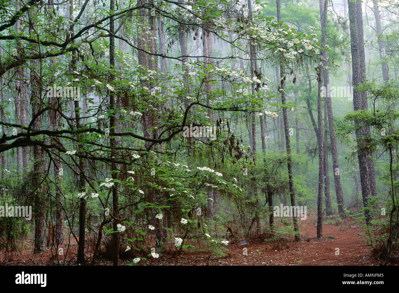 Dogwood, Appalachicola National Forest, Florida, USA Stock Photo - Alamy
