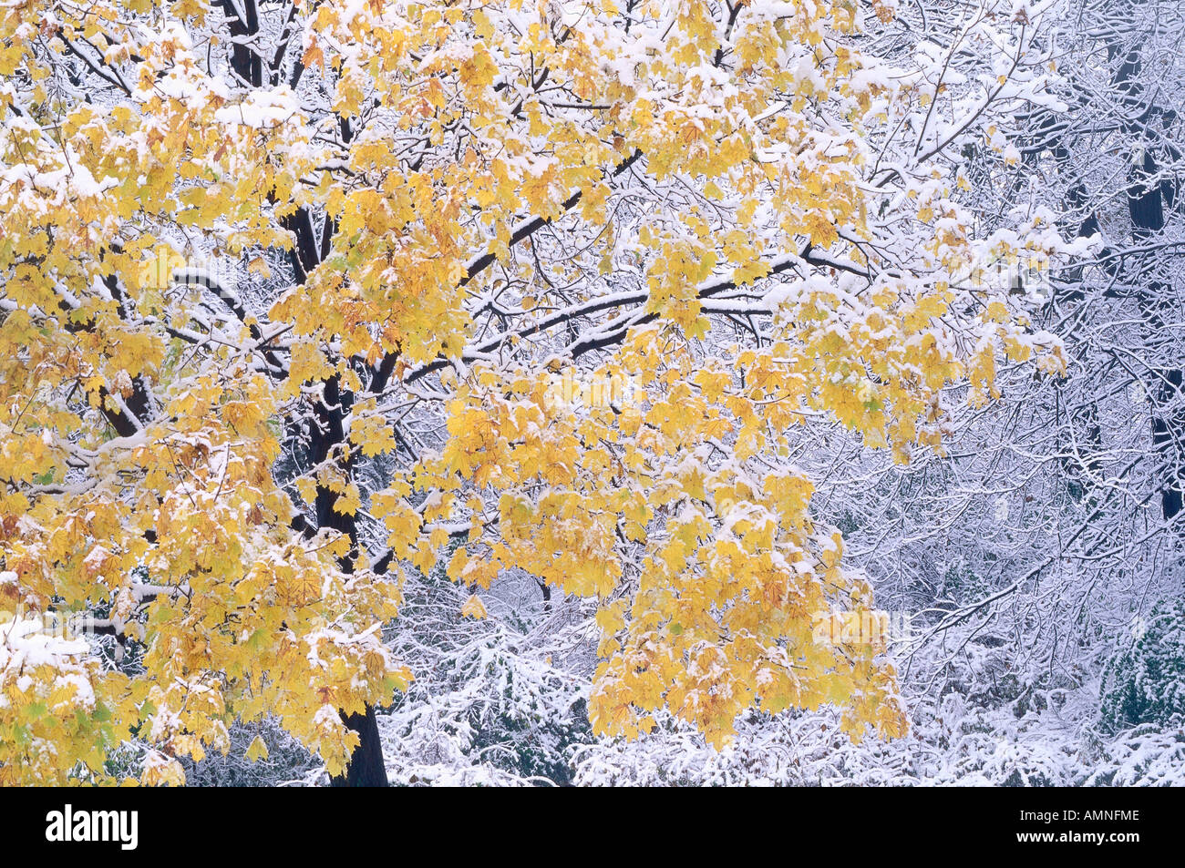 Winter in high park toronto hi-res stock photography and images - Alamy