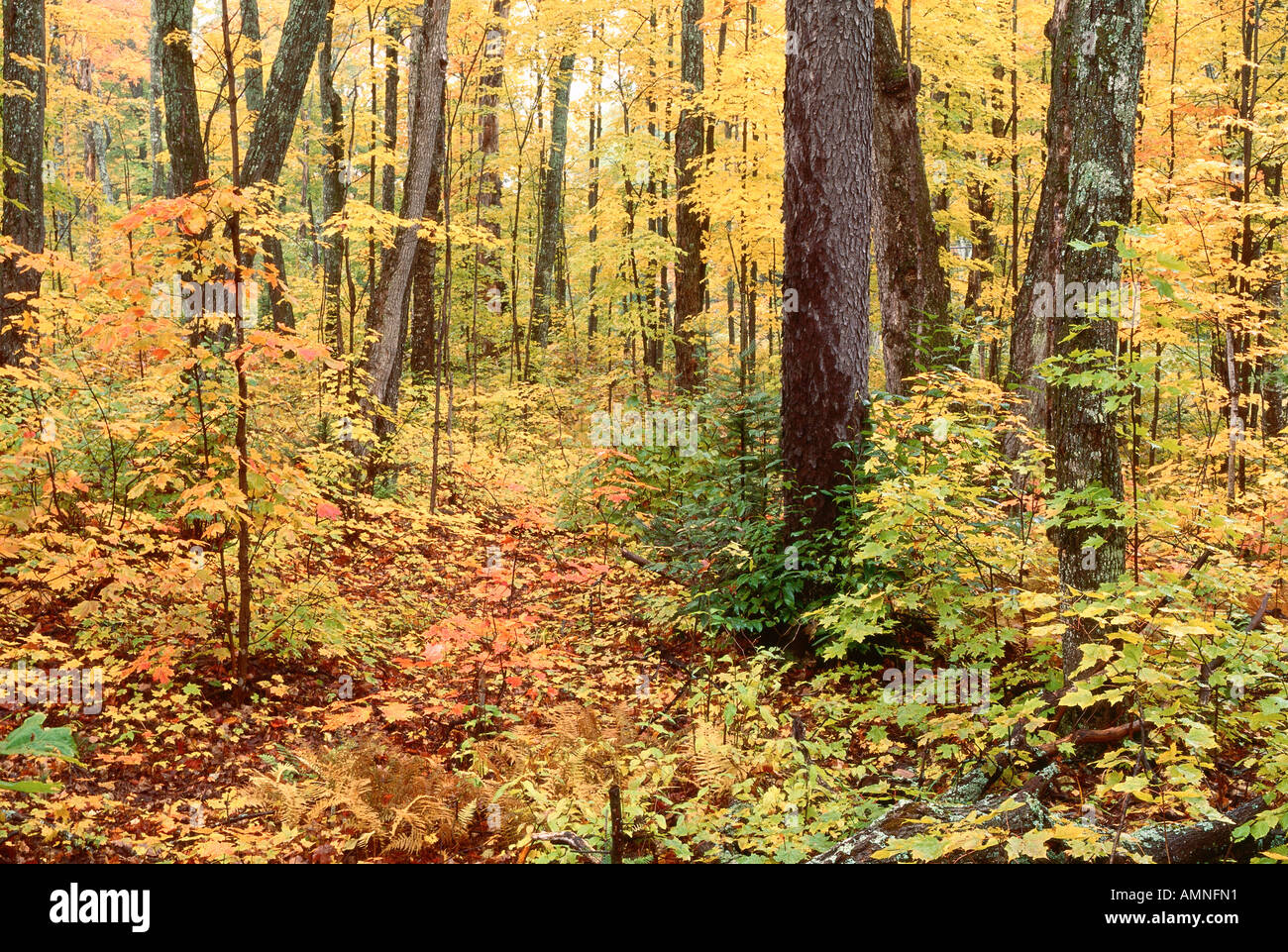 Trees in Algonquin Provincial Park, Ontario, Canada Stock Photo - Alamy