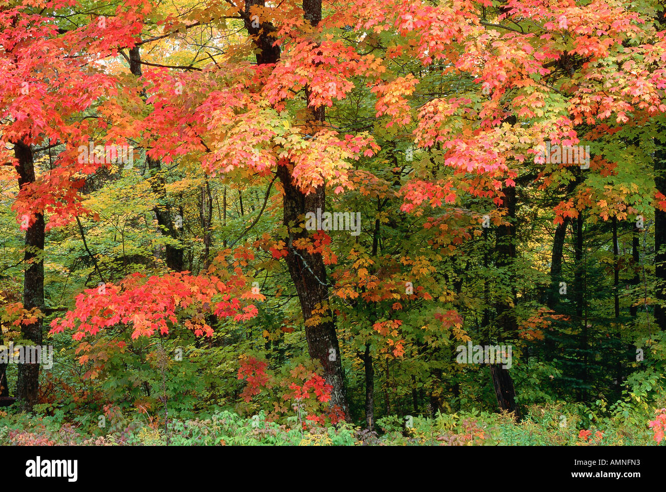 Maple Tree in Algonquin Provincial Park, Ontario, Canada Stock Photo ...