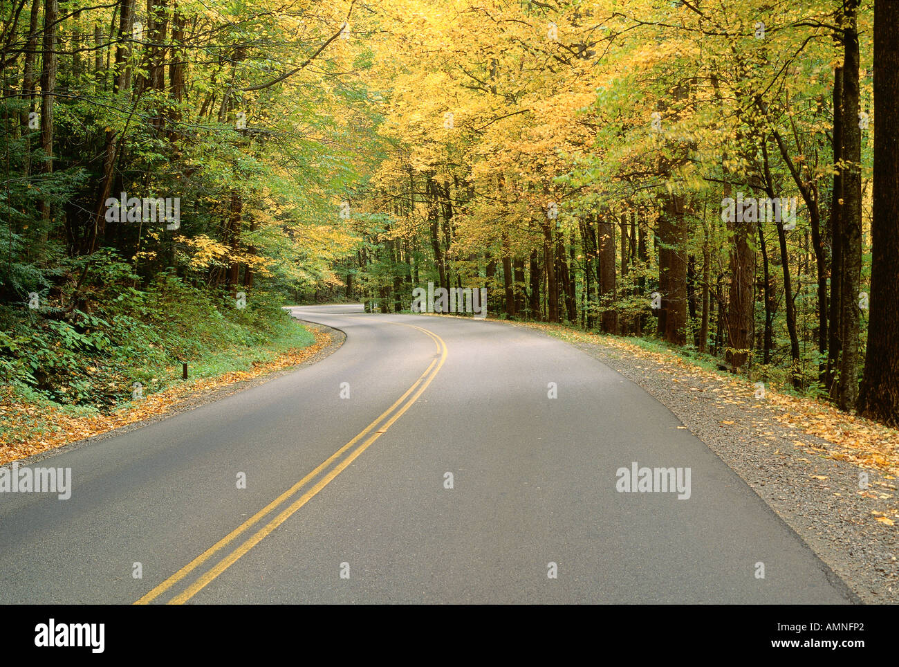 Road Through Trees, Great Smoky Mountains Nat. Park, Tennessee, USA ...