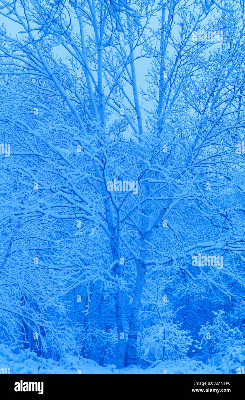 Winter in high park toronto hi-res stock photography and images - Alamy