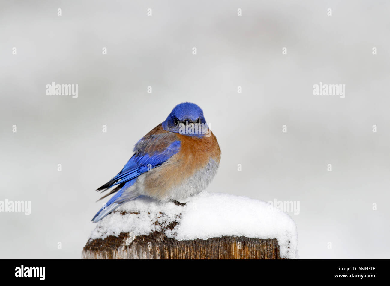 Western Bluebird on Snowy Fence Post Stock Photo - Alamy
