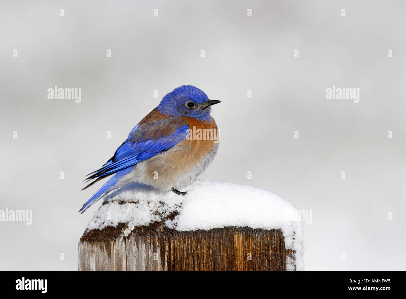 Western Bluebird in Snow Stock Photo - Alamy