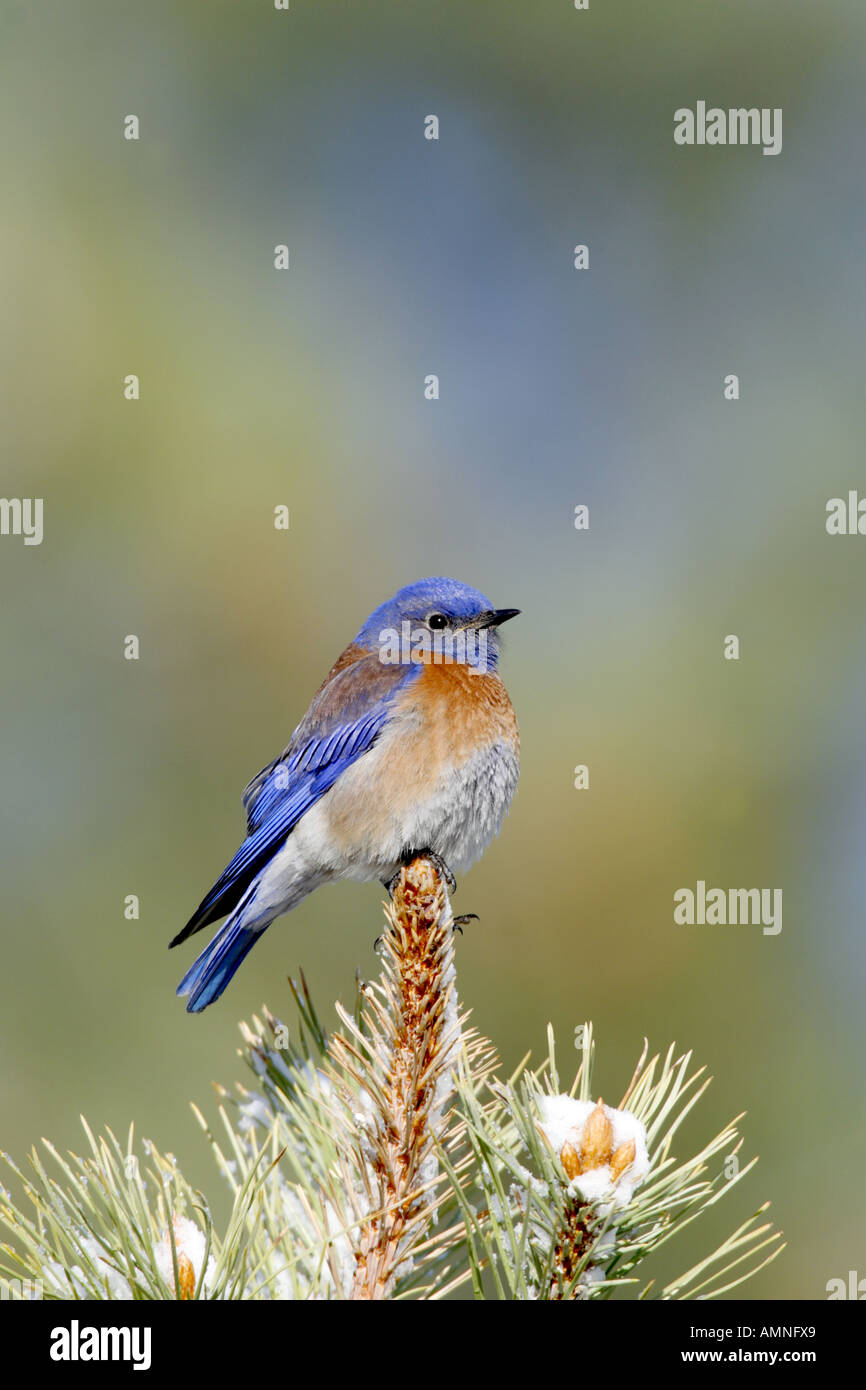 Birding wildlife turdidae vertical hi-res stock photography and images ...