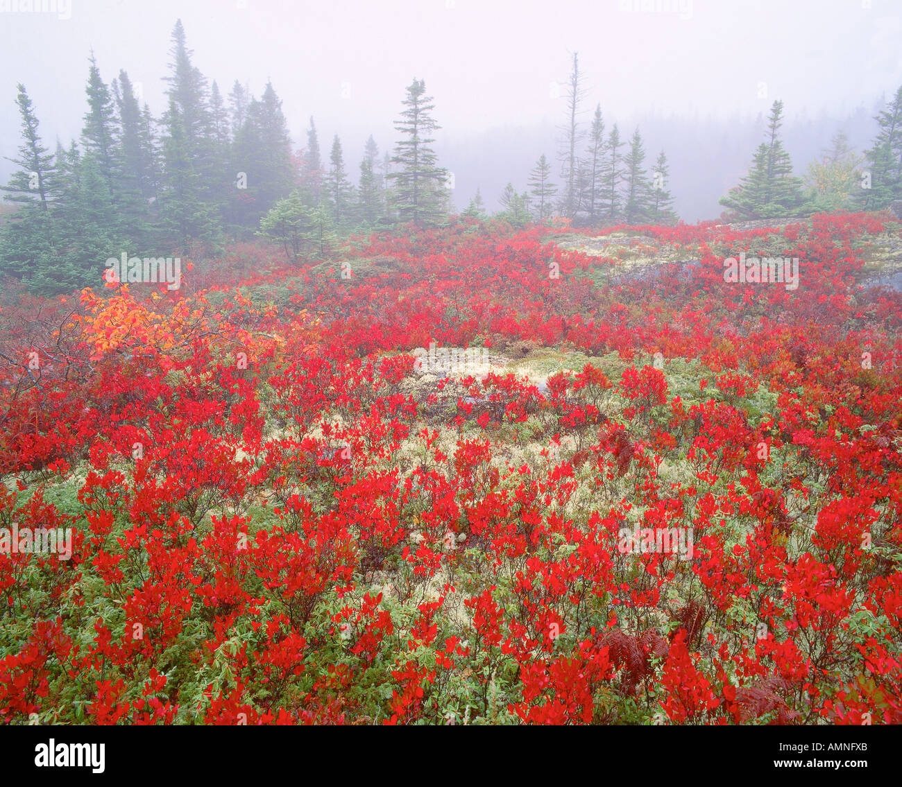 Coastal Barrens, West Dover, Nova Scotia, Canada Stock Photo - Alamy