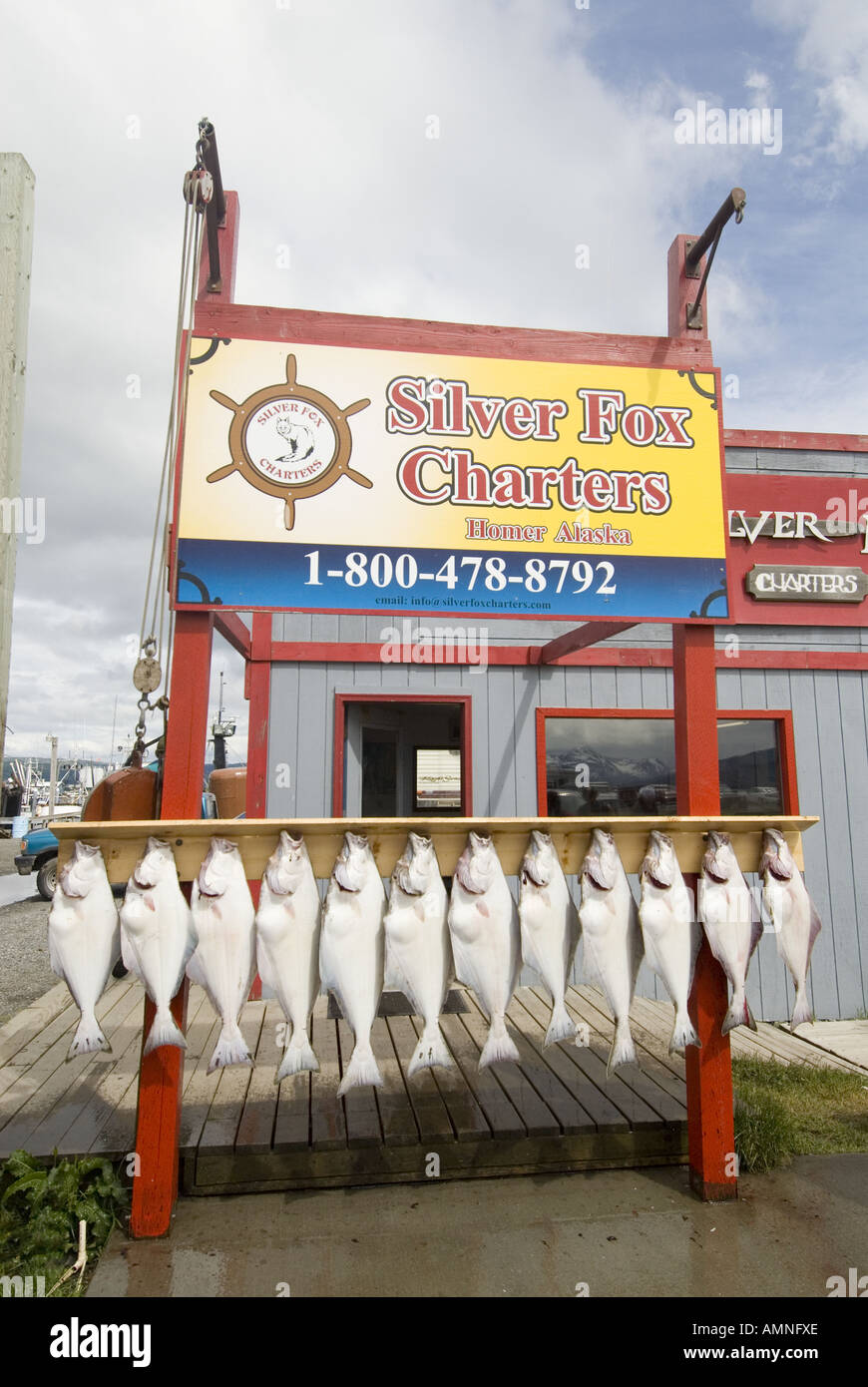 ALASKA HOMER HALIBUT FISHING CATCH OF THE DAY SILVER FOX CHARTERS HOMER ...
