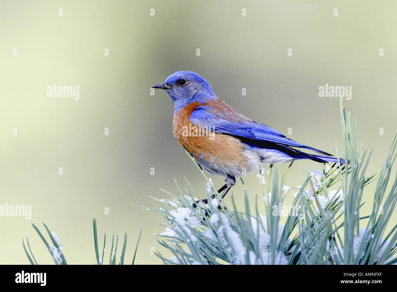 Western Bluebird in Colorado Stock Photo - Alamy